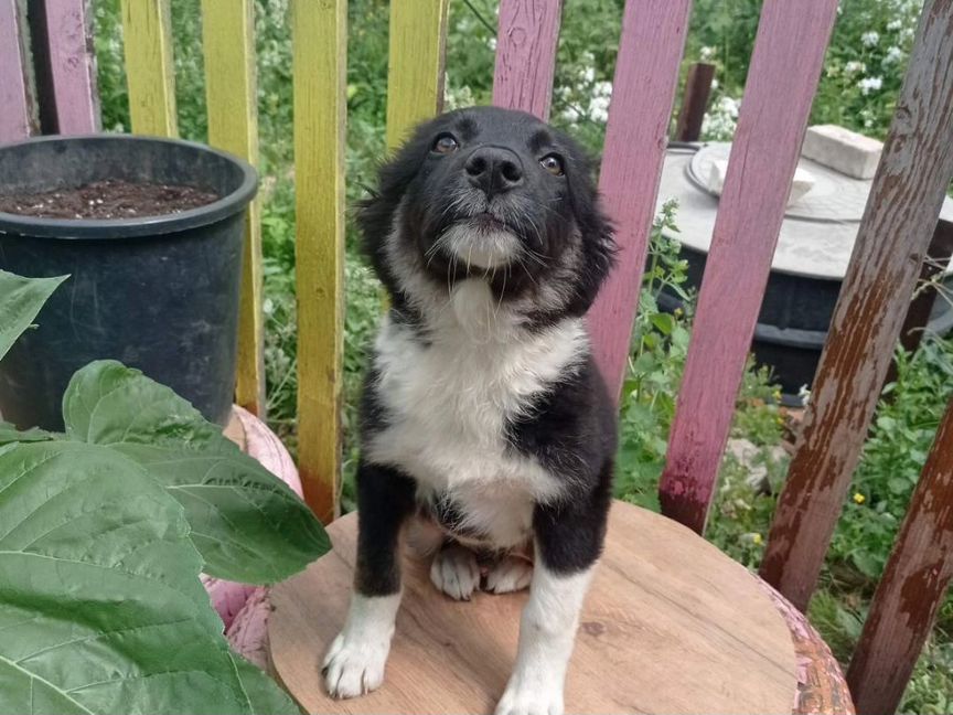 Верные друзья