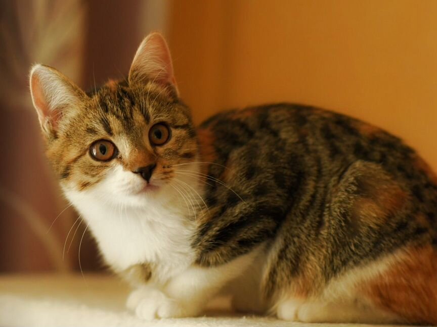 Котенок ищет семью