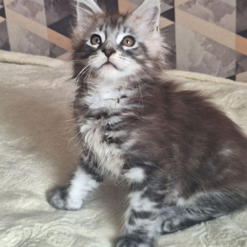 Котята мейн-кун