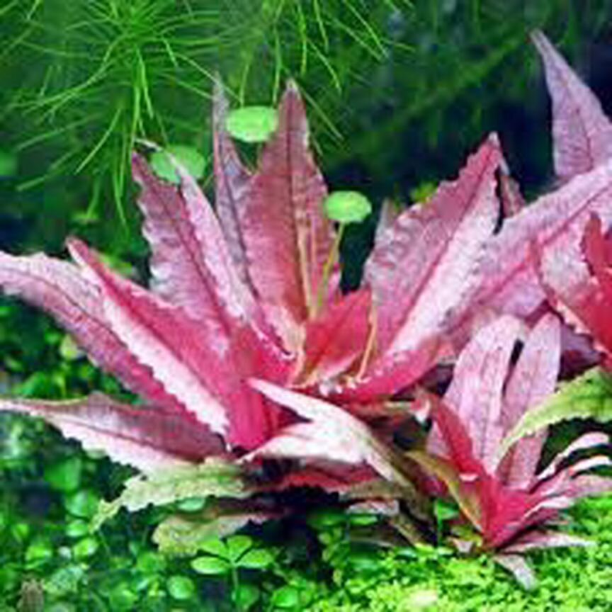 Аквариумные растения Cryptocoryne sp. Flamingo