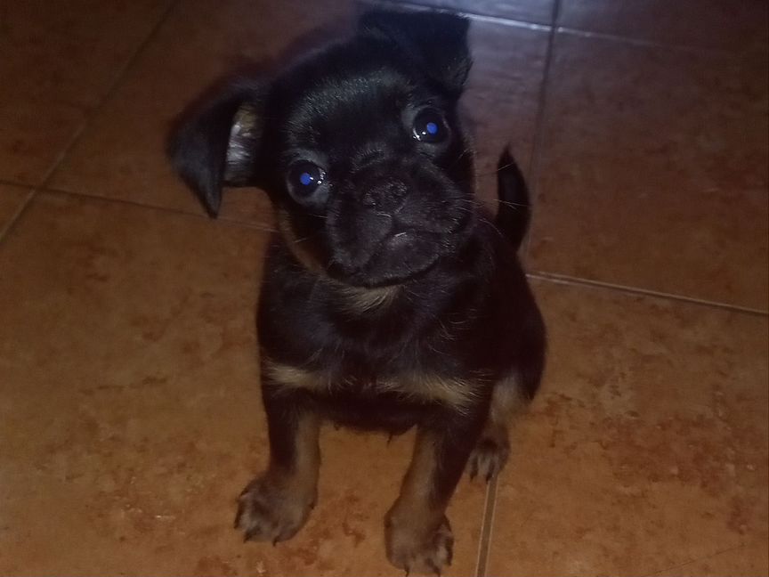 Пти брабансон кобелек