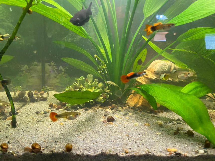 Рыбки Гуппи, Моллинезии черные