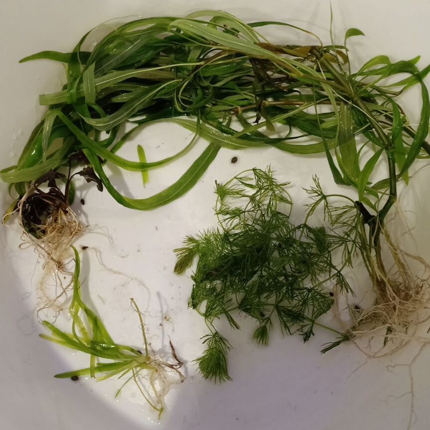 Аквариумное растение