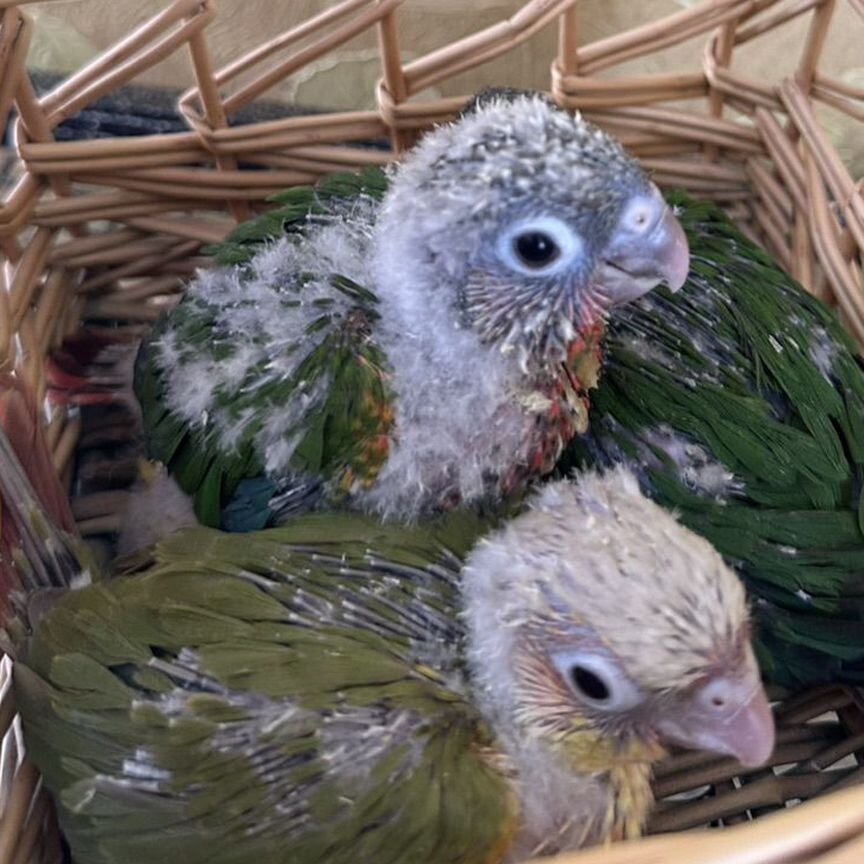 Попугай пиррура выкормыш