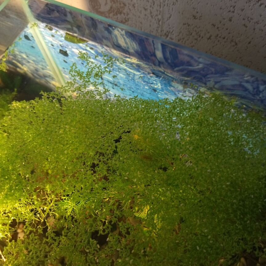 Аквариумные растения