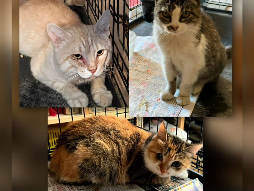 Особенные котики ищут дом