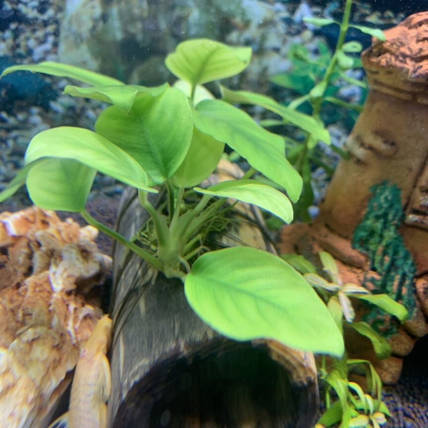 Анубиас обмен