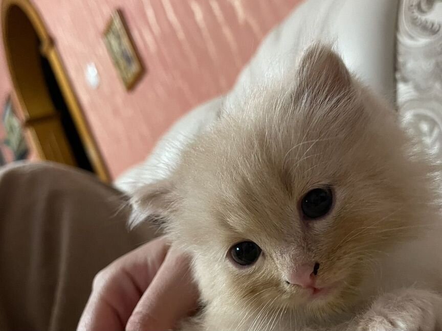 Котенок персиковый