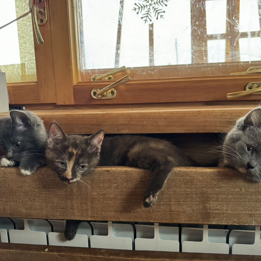 Котята в добрые руки бесплатно