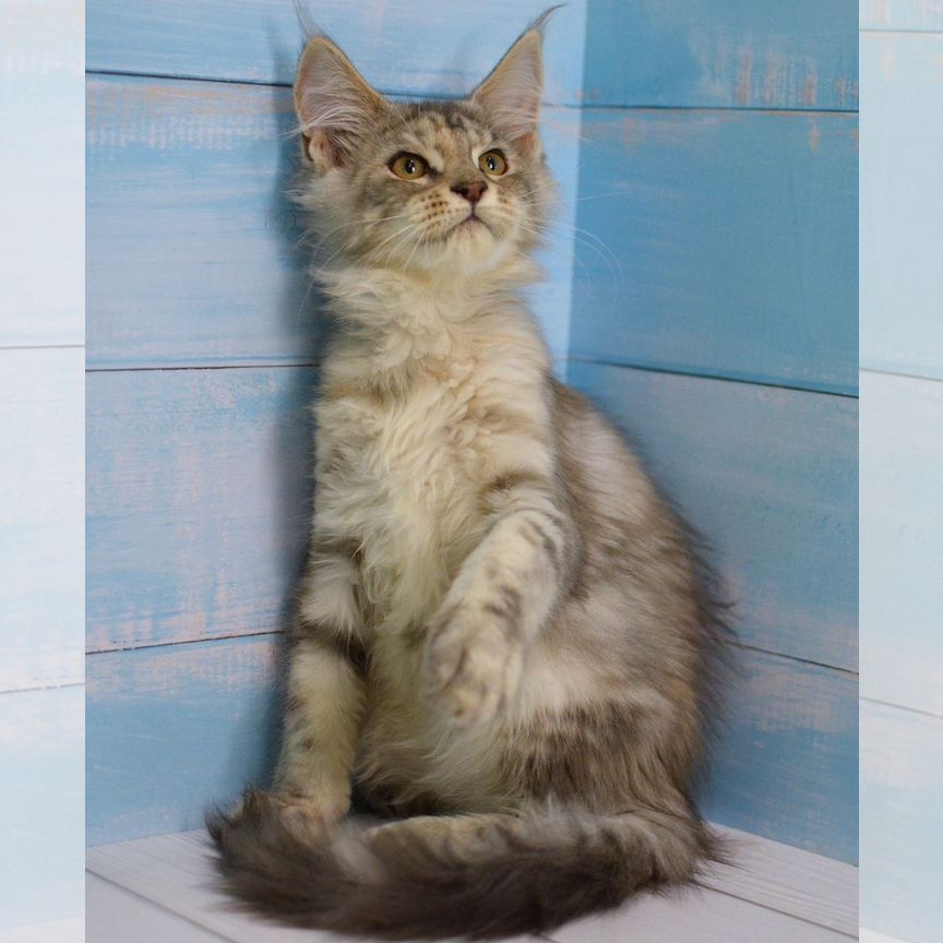 Мейн-кун котёнок