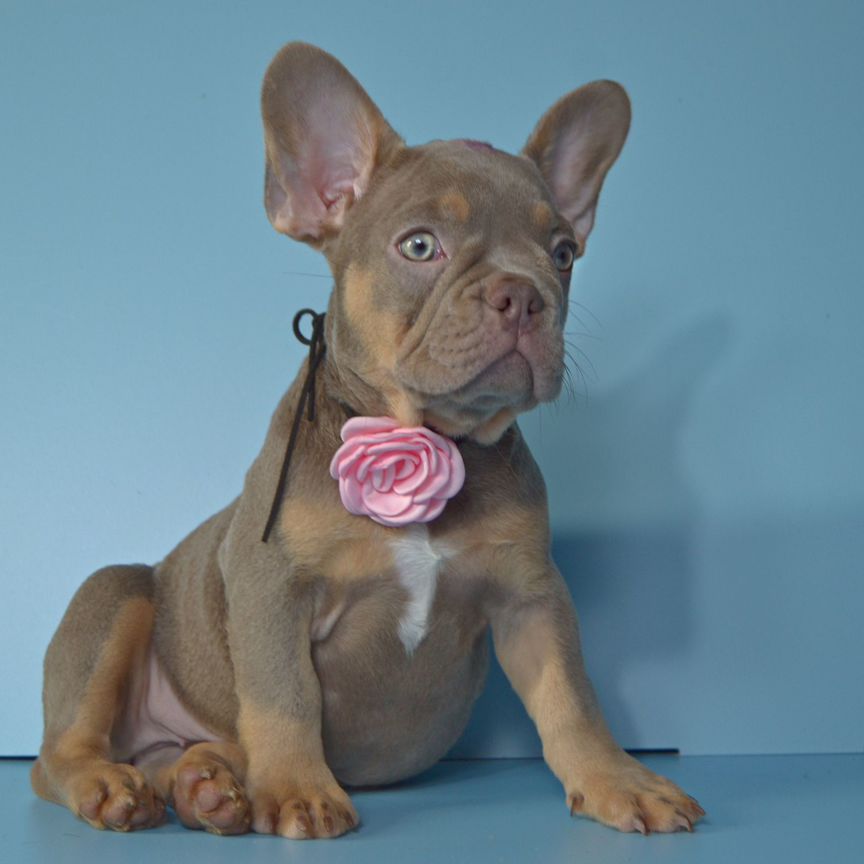 Французский бульдог щенки