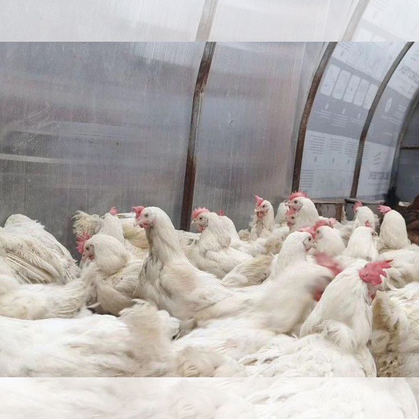 Куры несушки