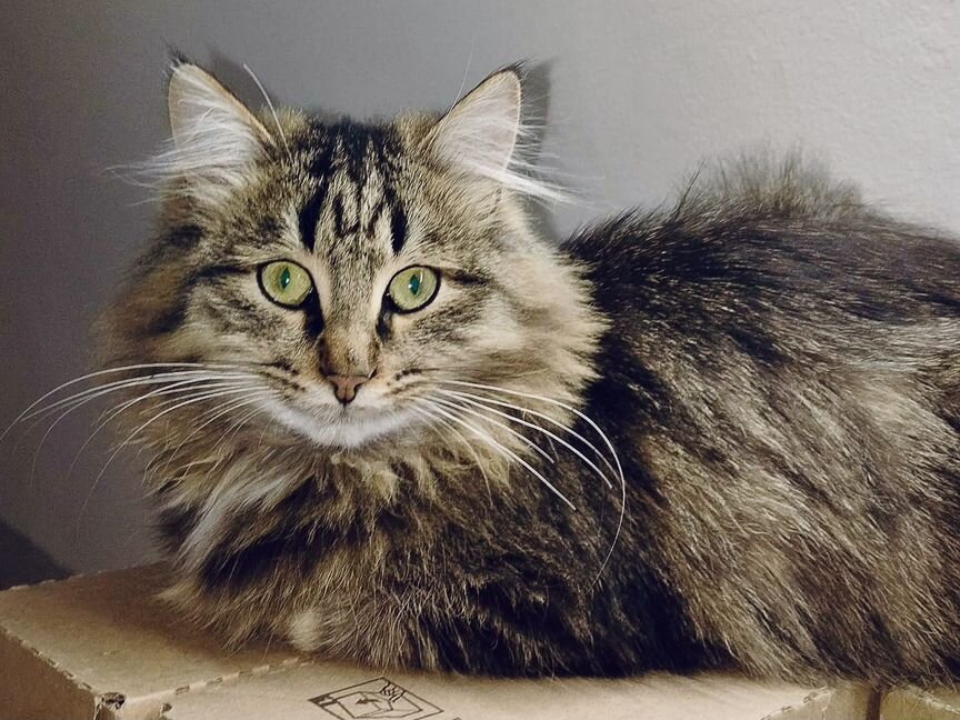 Лукас в добрые руки