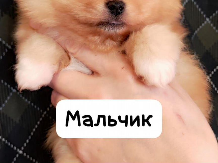 Шикарные померанские щенки