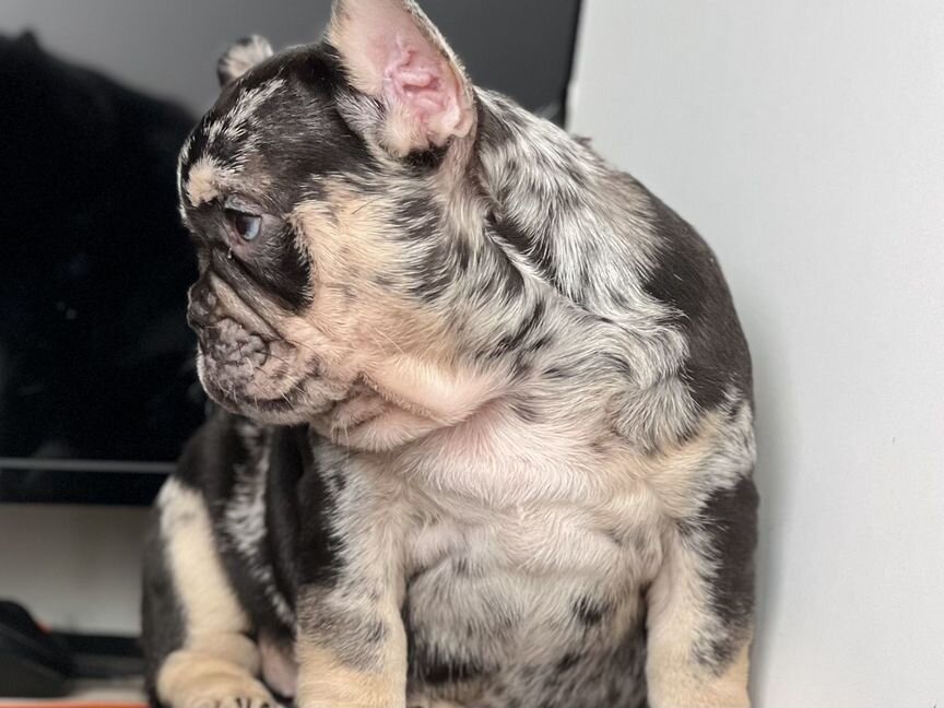 Мальчик с разноцветными глазами