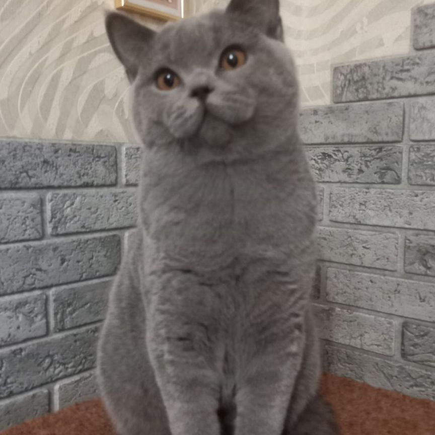 Британский котёнок "классика"