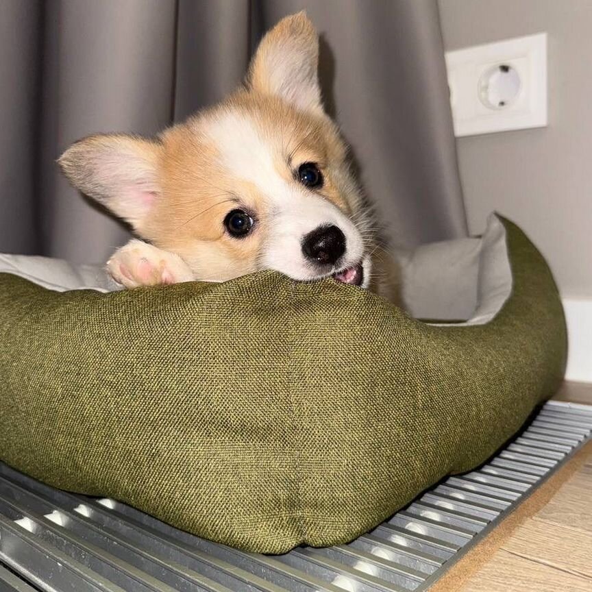 Вельш Корги Пемброк, щенок