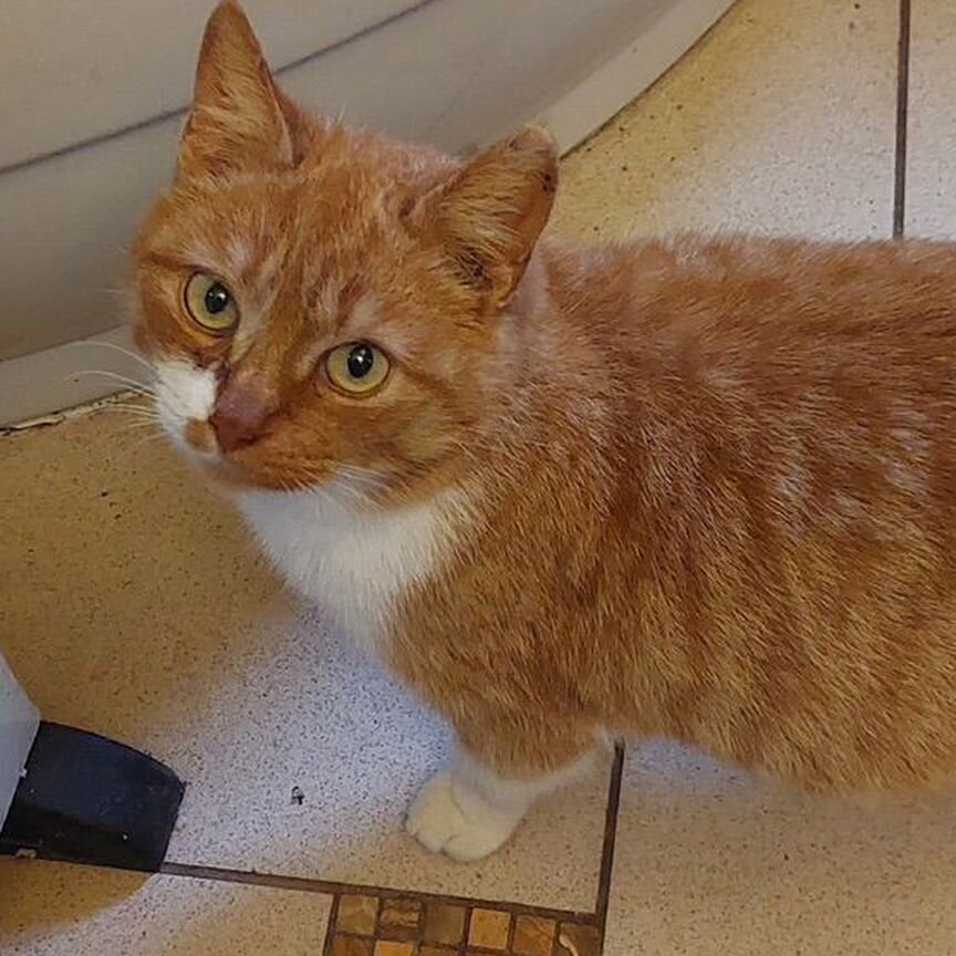 Взрослая, кошка в добрые руки