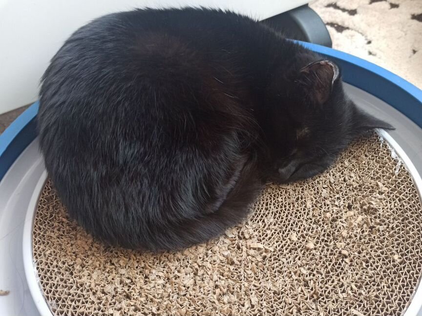 Чёрный котик