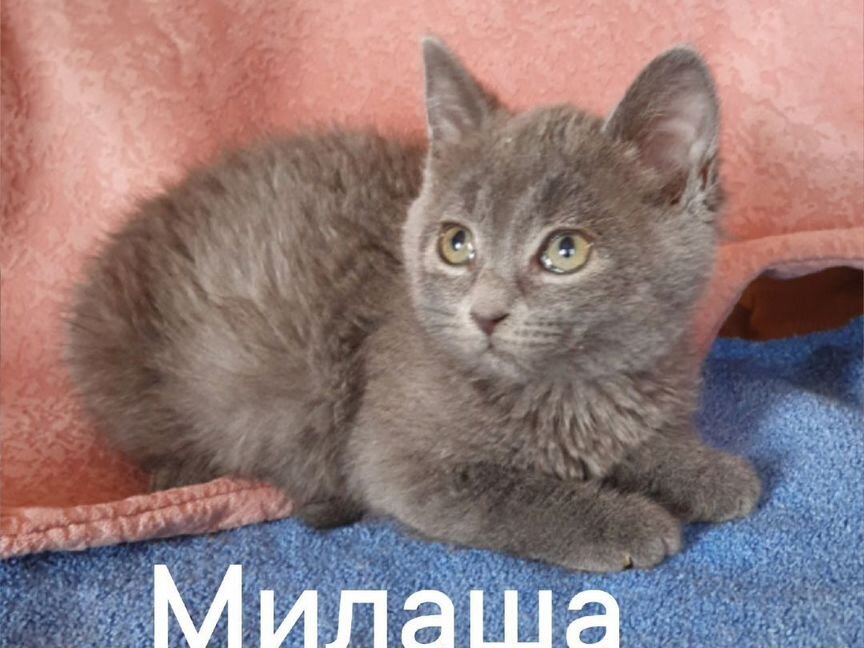 Котенок Милаша