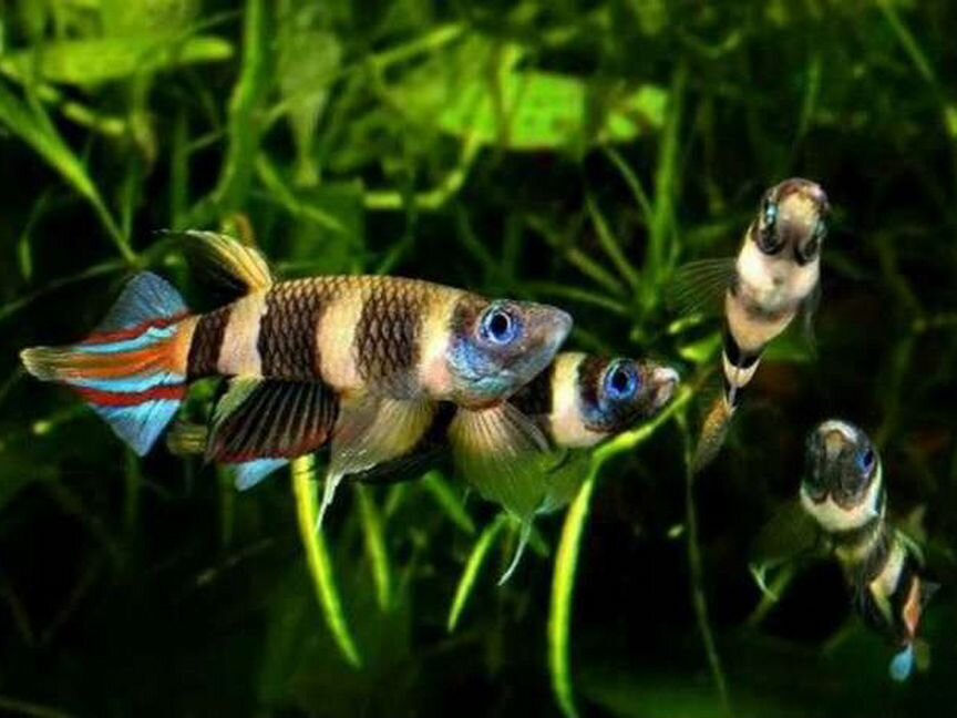 Эпиплятис факельный (Epiplatis annulatus)
