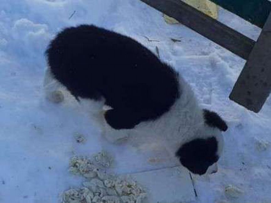 Щенята целовашки антистрессы