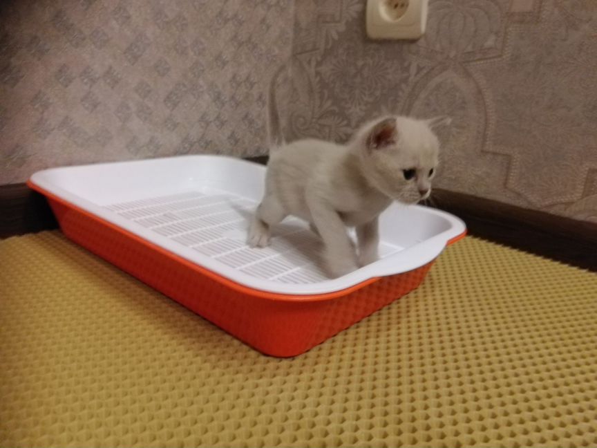 Котята европейской бурмы-лучший друг, подарок