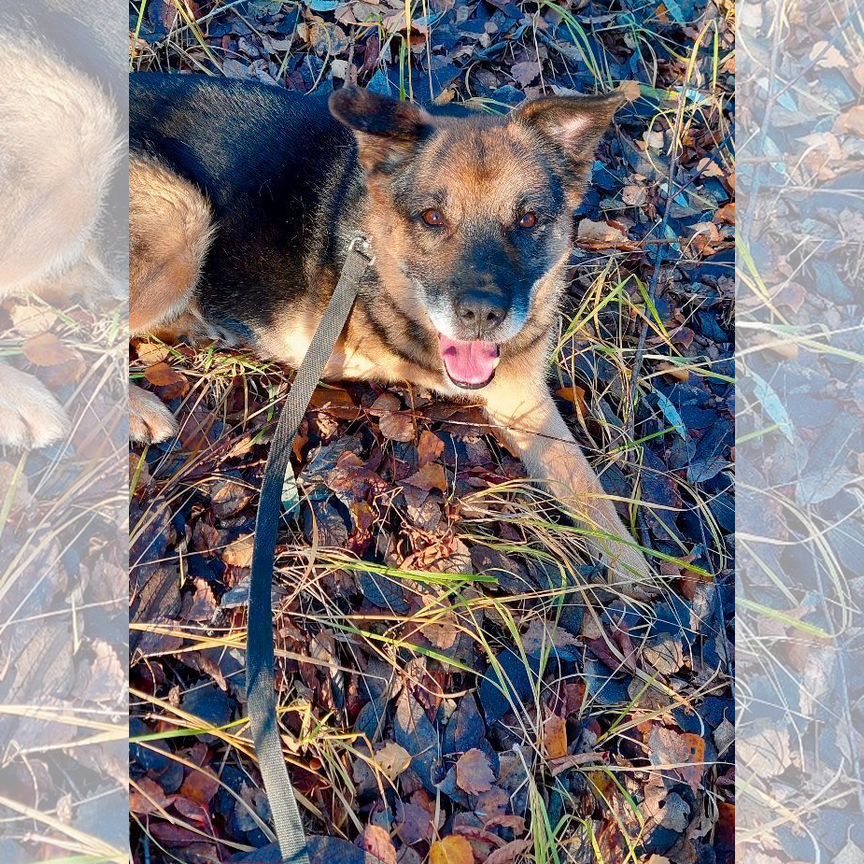 Терминатор пёс собака