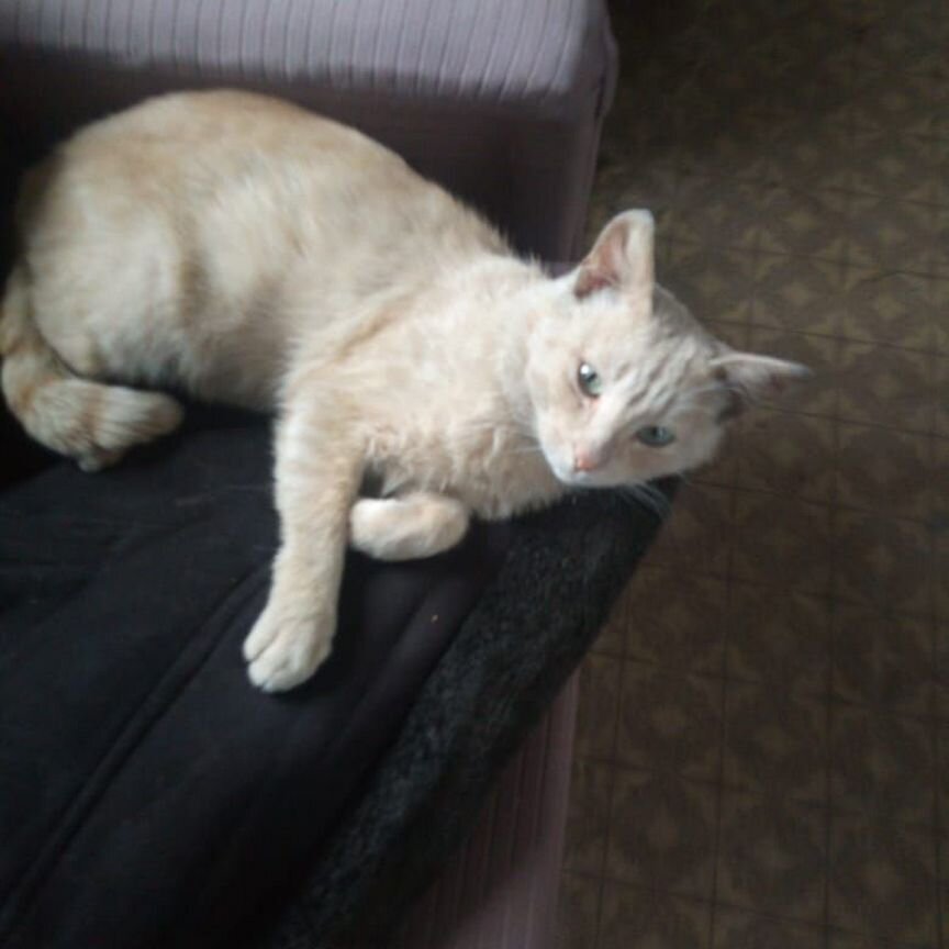Котик Персик 1 год с доставкой