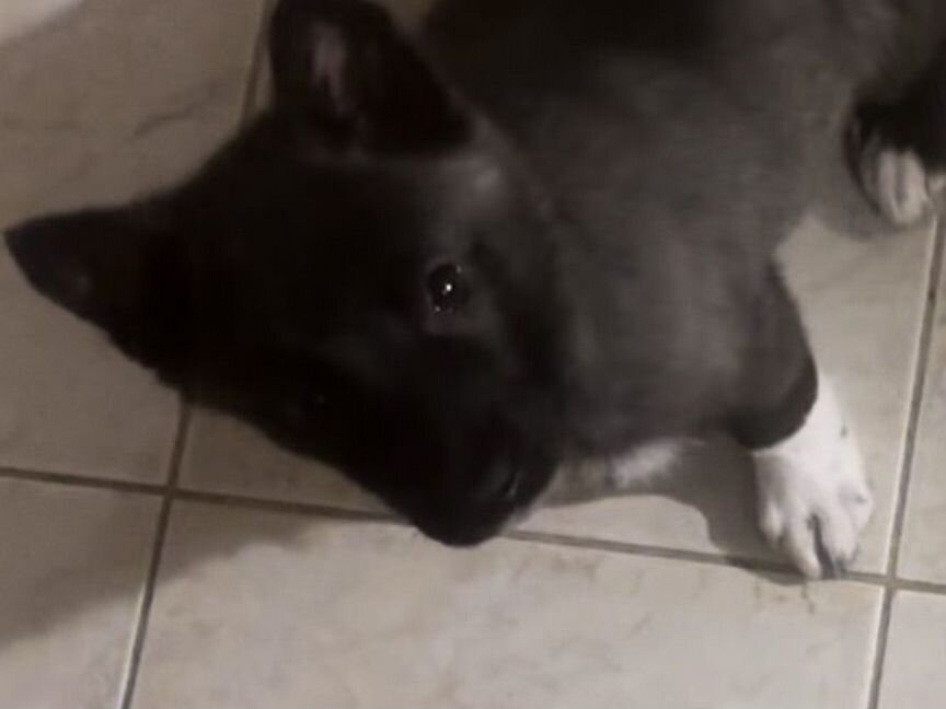 Собака в дар бесплатно