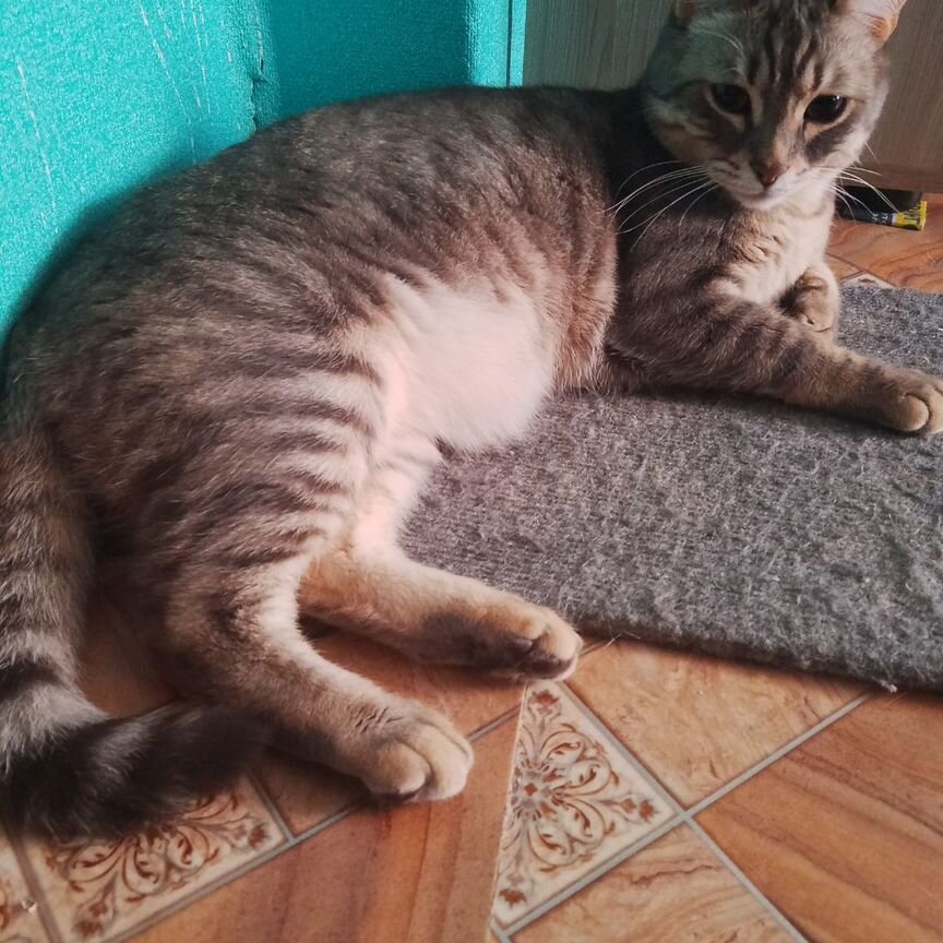 Отдам кота в добрые руки бесплатно