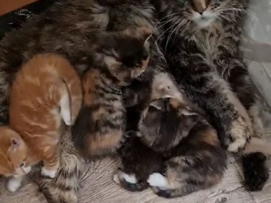 Котята ищут дом (мама Кейн-кун)