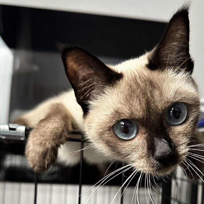 Тайская, взрослая кошка