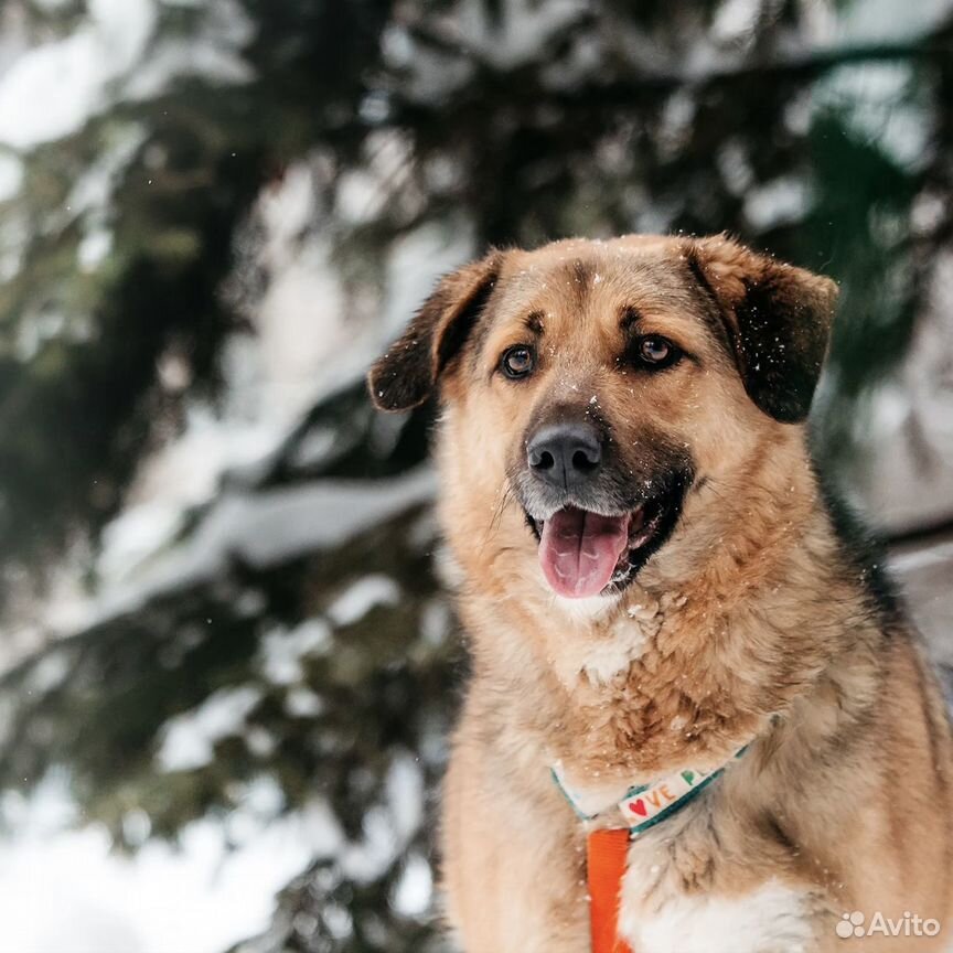Собака из приюта в добрые руки
