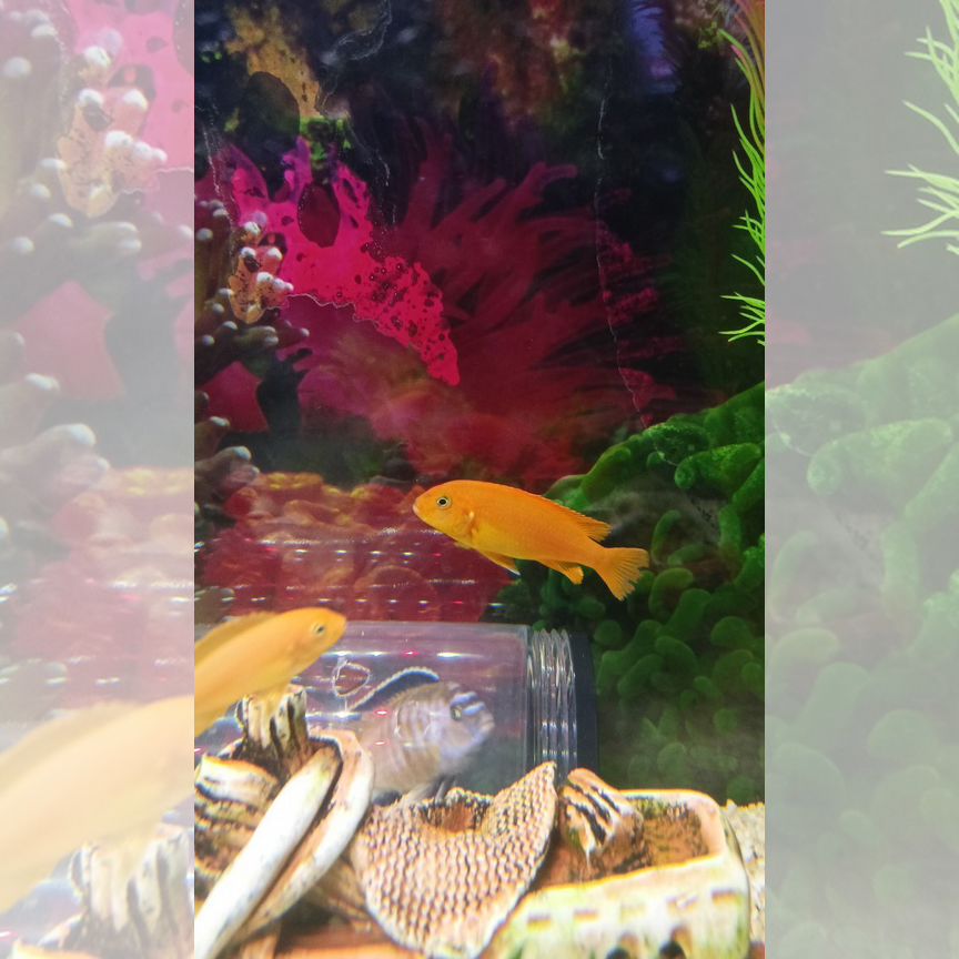 Рыбки цихлиды