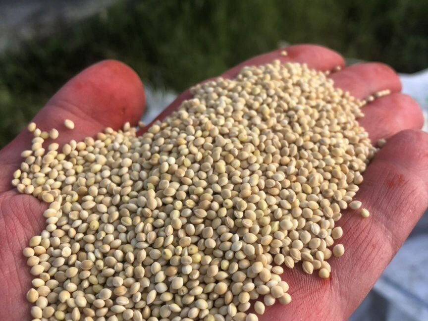 Семена просо