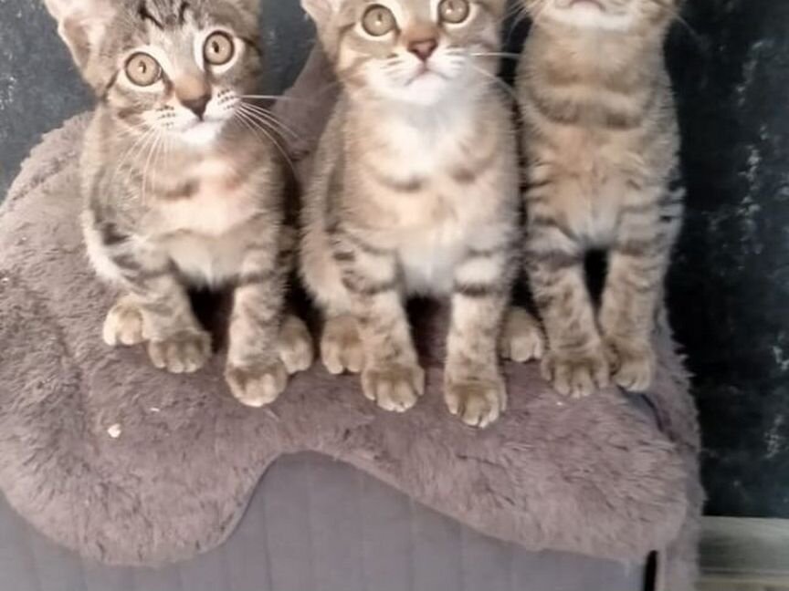 Малыши камыши карандаши