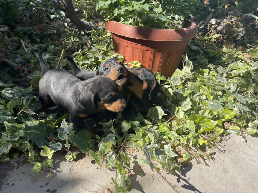 Щенки таксы