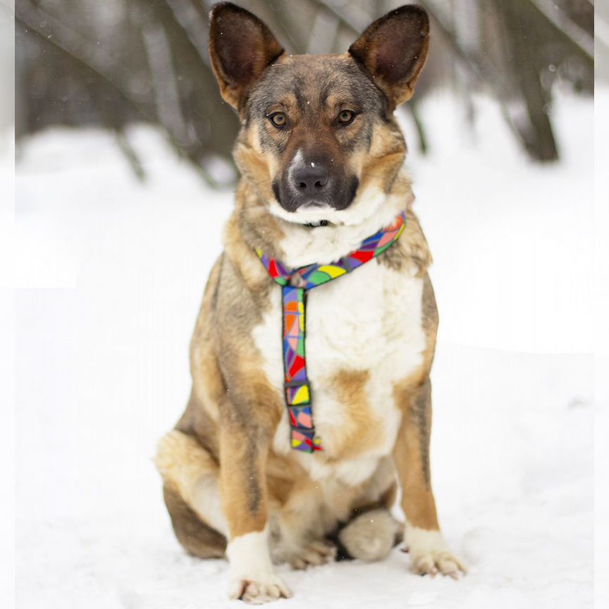 Собака в добрые руки из приюта