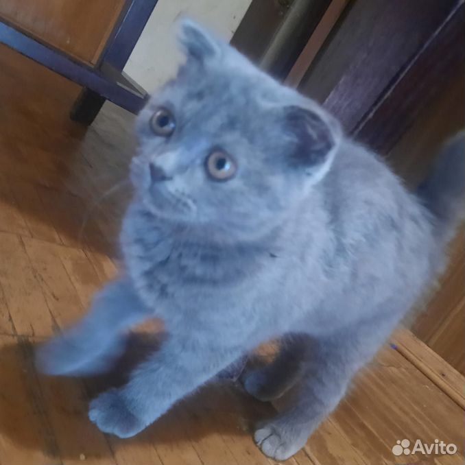 Вислаухие кот и кошка