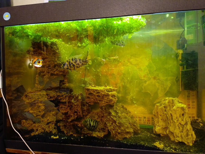 Аквариумные рыбки