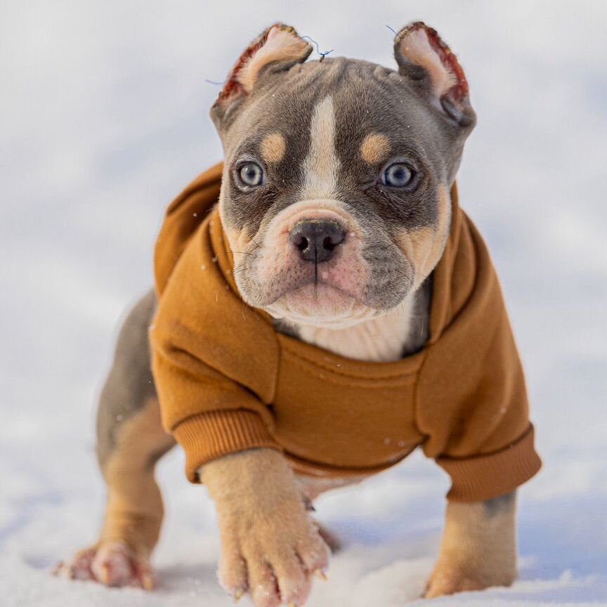 Американский булли, щенок