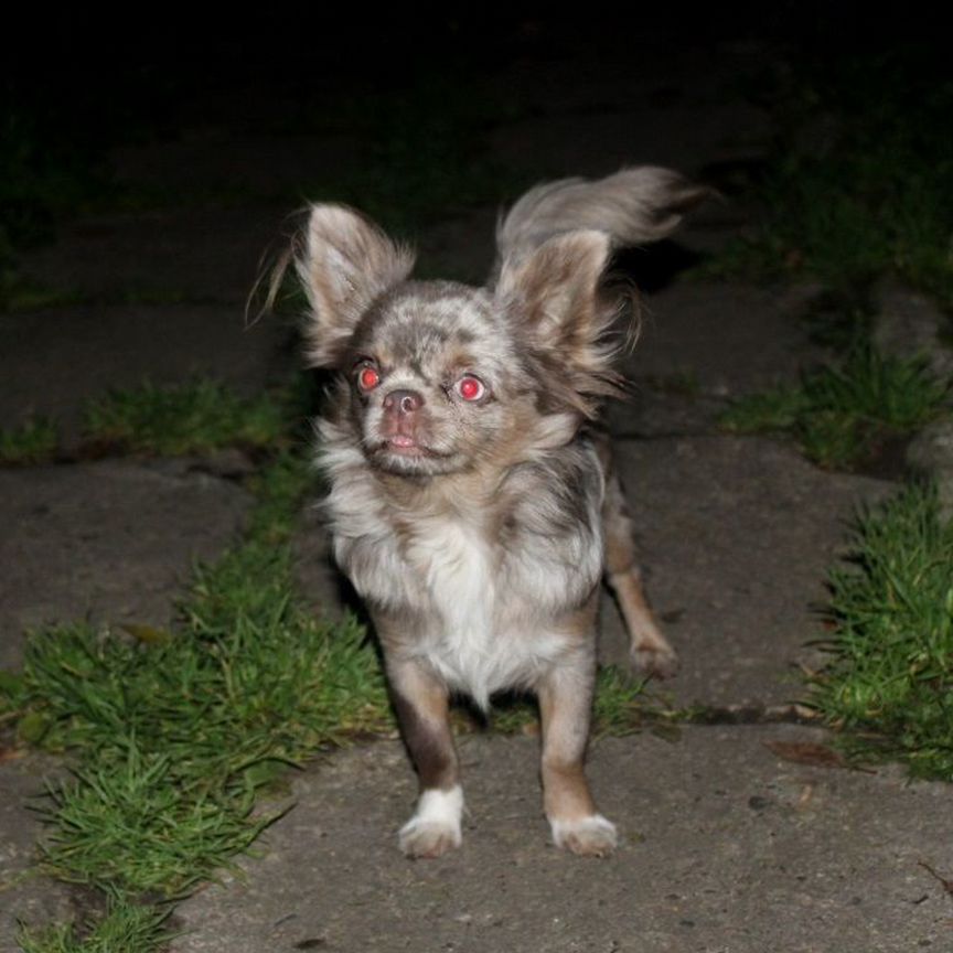 Гуффи красавчик кавалер