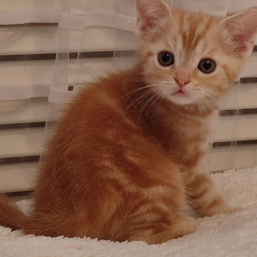 Шотландские котята