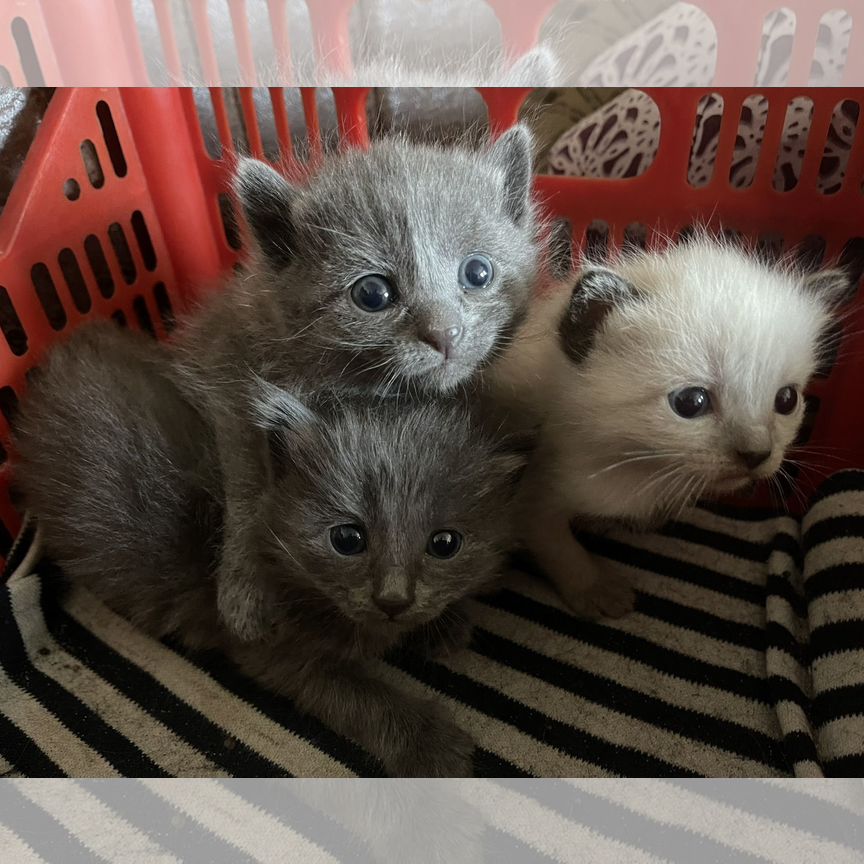 Котята в добрые руки бесплатно