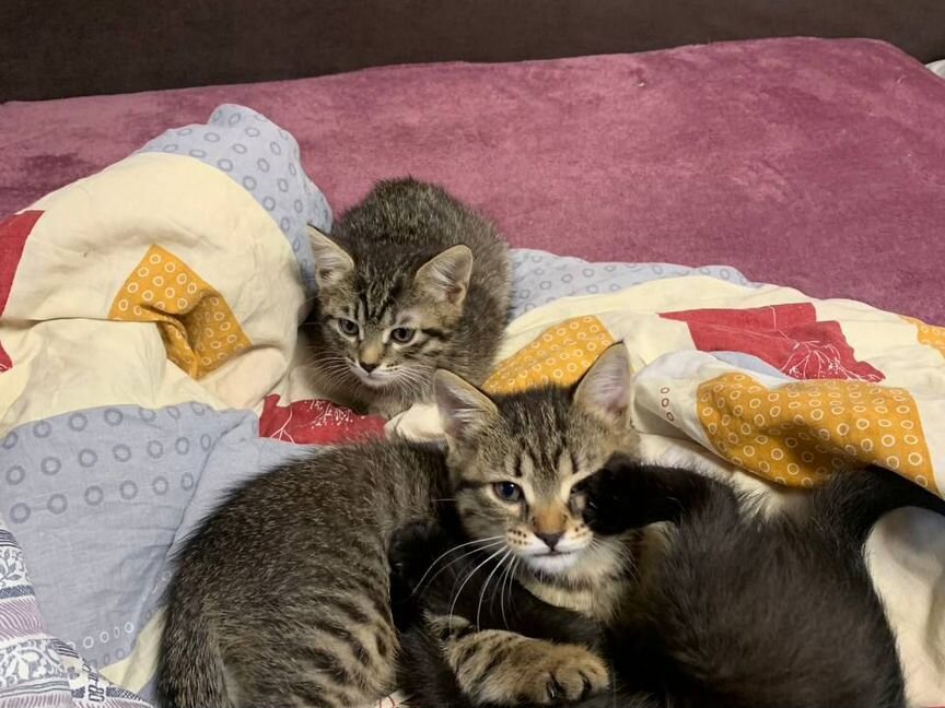 Котята в добрые руки