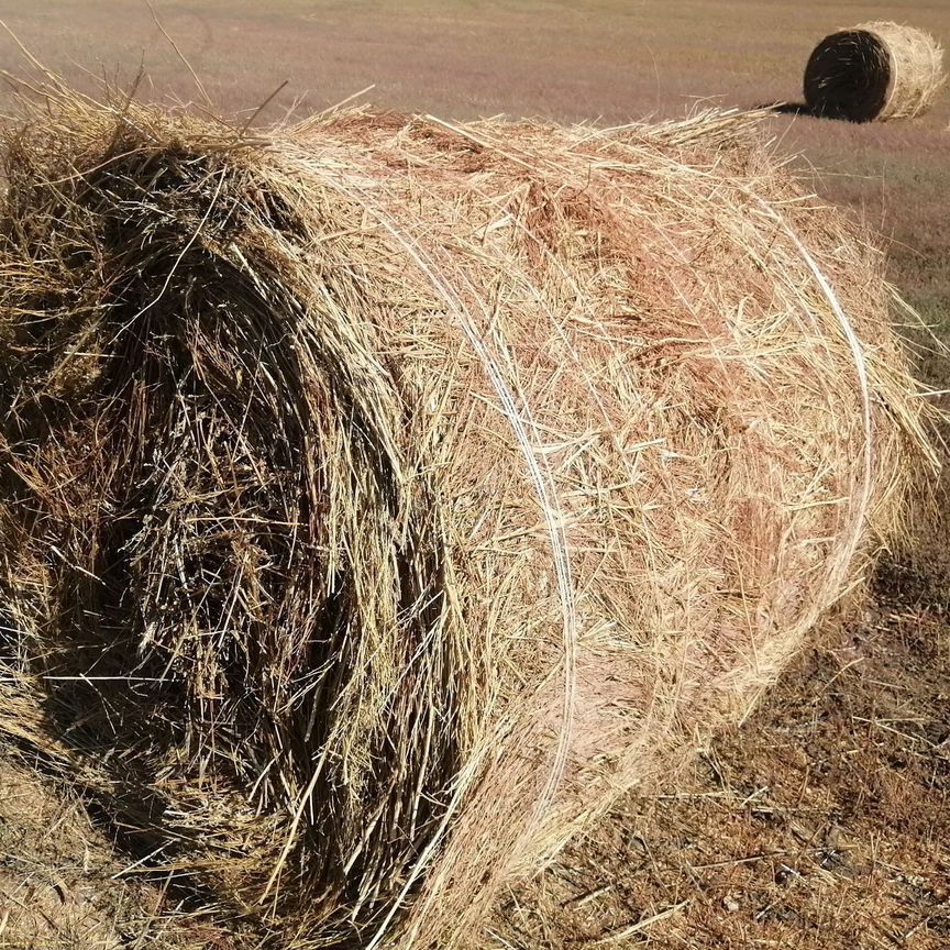 Сено в рулонах 1200 (трава с озимой пшеницей)
