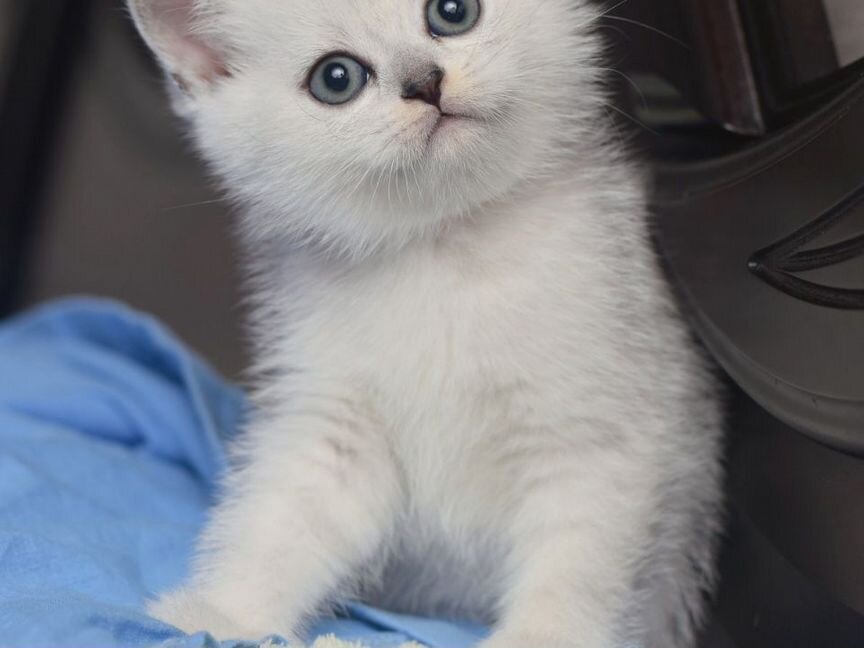 Шотландские чистокровные котята