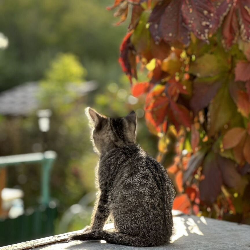 Котята