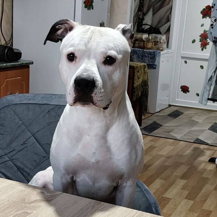 Американский стаффордширский терьер, взрослый пёс